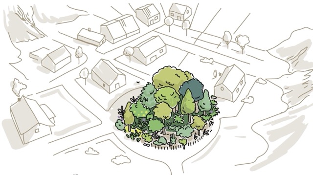 What is a micro-forest? - Aga Khan Foundation